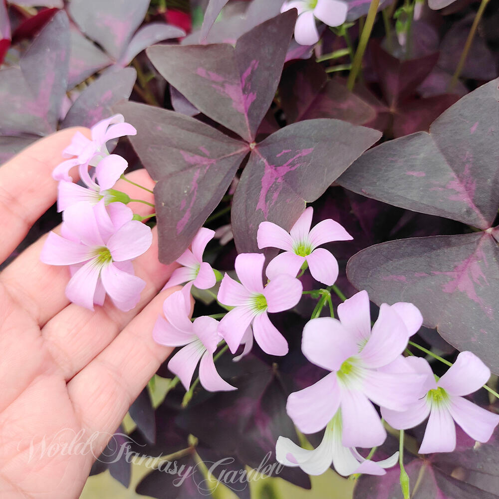 ※在庫は変動的ですのでご注文後の在庫確認となります。予めご了承ください。 ●Oxalis triangularis オキザリス　トリアングラリス ●通常のオキザリスは球根と共に、種からも増え、その域を広げはびこる習性がありますが、 このオキ...