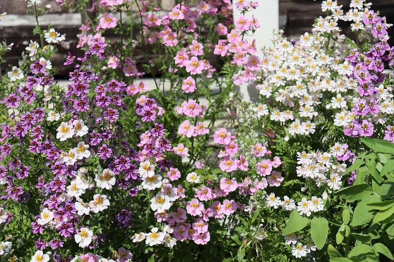 よく一緒に購入されている商品花苗 春 冬 秋 多年草 宿根草 花 ジキタリ635円花苗 春 冬 秋 多年草 宿根草 花 ペンステ536円花苗 春 アジュガ チョコレート チップ 1鉢484円名称：シザンサス 学名：Shizanthus × ...