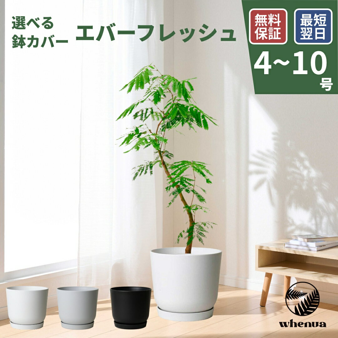 観葉植物 おしゃれ 小さい 大型 大きい 吊り下げ ハンギング 鉢 カバー 土 選べる セット ミニ 受け皿付き インテリア グリーン シンボルツリー 育てやすい 新生活 新築祝い 開業祝い 開店祝い 引越し祝い 移転祝い 周年祝い ギフト...