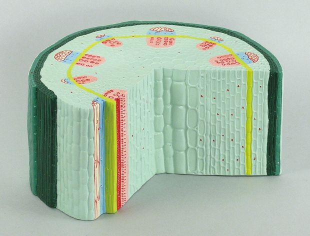 商品の説明 ⇒ 他のクラフト工作用品を見る 商品説明：双子葉植物の茎の縦横断面構造模型です。商品サイズ：330×330×160mm材質：FRP パーティ・イベント衣装・発表会・コスチューム・ワークショップ・知育・おもちゃ・学校教材・教育・運...