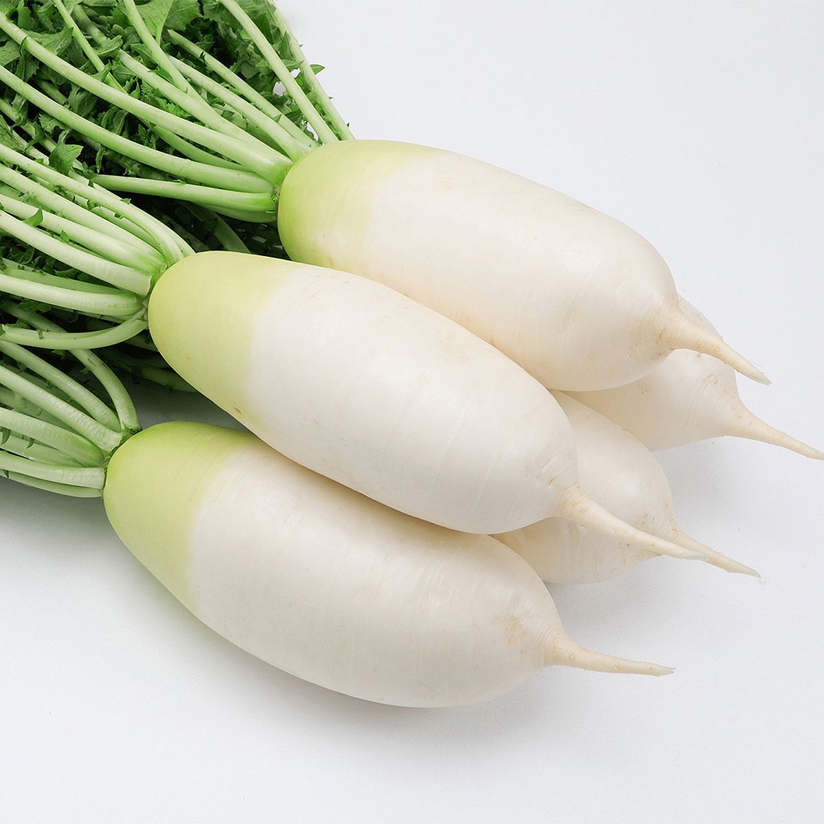 ※こちらは種子になります※メーカーより直送品となります。メーカー発注の際に欠品、今季終了の場合、出荷の遅れまたご注文の方をキャンセルさせていただく場合がございます。日時指定はご対応出来かねますのでご了承お願い致します。当店から出荷される商品...