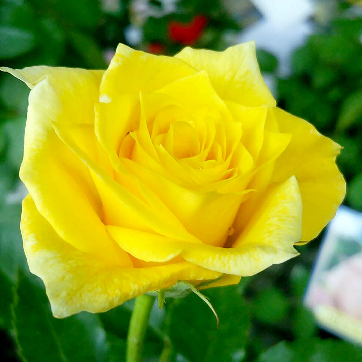 ※ご注文の前にお読みくださいメーカーより直送品となります。日時指定はご対応出来かねますのでご了承お願い致します。ほか当店在庫商品を購入された場合別途送料が発生致します。当店一定金額以上の購入で送料が無料となりますがこちらの商品は対象外となり...