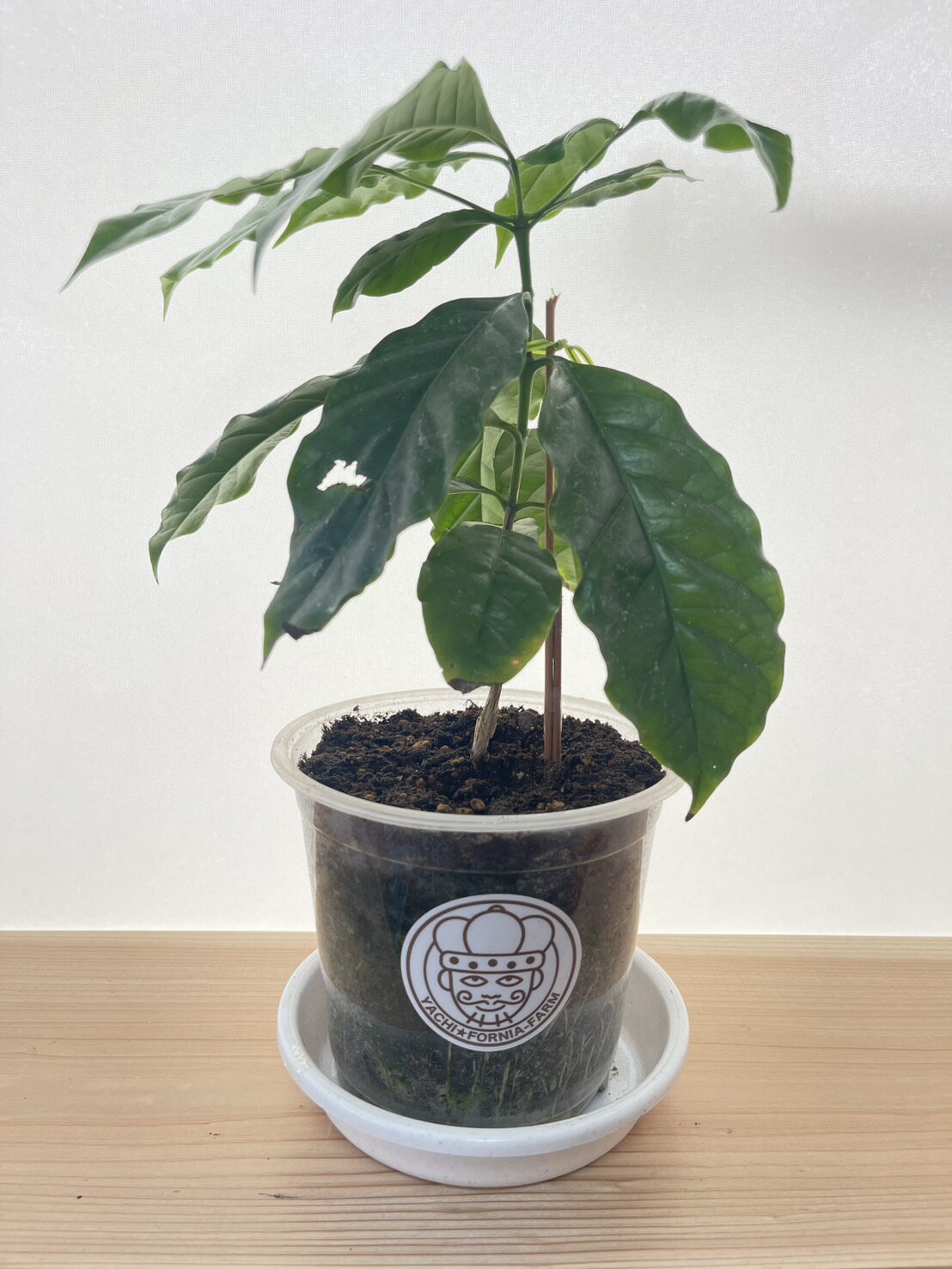 商品情報名称【国産】コーヒー苗原材料名コーヒー苗（国産）コーヒー苗ゲイシャ種（中） 国産コーヒー苗木 国産コーヒー苗木国産コーヒー コーヒーチェリー コヒーリーフ 珈琲 プレミアム珈琲 コーヒー農園 家庭菜園 非常に貴重な国産コーヒーの苗木...
