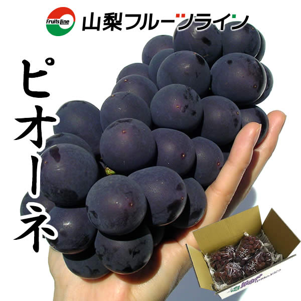 ■商品詳細 名称 ぶどう 産地 山梨市/甲州市/笛吹市（峡東地域世界農業遺産） 生産者 農業生産法人（有）山梨フルーツライン産直部会 栽培方法 露地栽培、サイドレス栽培（減農薬/草生栽培） 品種 ピオーネ（黒） 内容量 約2Kg（3〜5房入...