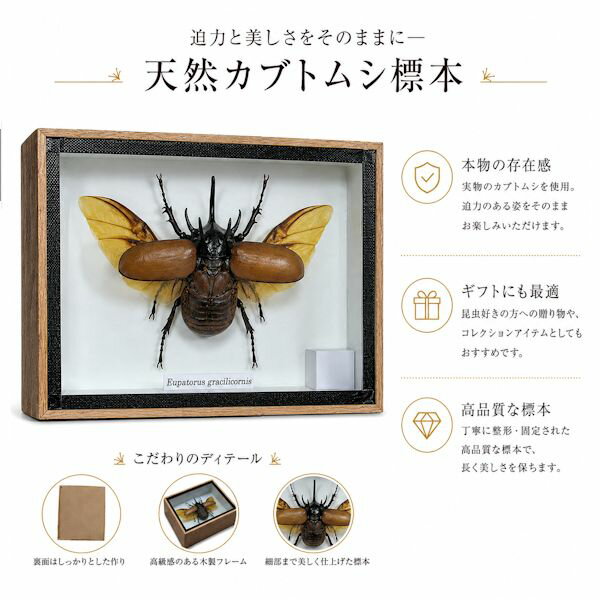 インテリアに最適なカブト虫の標本です。 木製の額に糊【ボンド】で貼ってあります。 上部はガラスで開けることはできません。 男の子憧れの 世界のかっこいいカブトムシがあなたの部屋に！ これ1つでもお部屋の雰囲気がらりと変えるだけの インパクト...