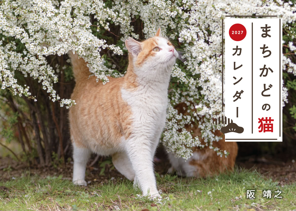 2027年 カレンダー 【新品】■タイトル／まちかどの猫カレンダー 2027 (写真:阪 靖之) ■品番／9784868110682-DS ■JAN／9784868110682 ■サイズ・仕様／297×210 / ヒラ ■商品説明／街角の猫...