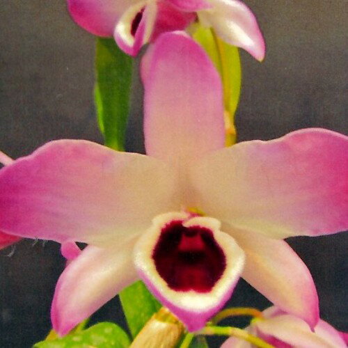 【正式品種名】　Den.nobile 【正式な属名】　Dendrobium 【略なし名前】　Dendrobium nobile 【品種名読み】　デンドロビューム ノビル 【旧　品種名】　 【親の品種名】　 【品種の分類】　原種 デンドロビュ...