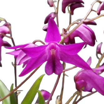 【正式品種名】　Den.kingianum (Red) 【正式な属名】　Dendrobium 【略なし名前】　Dendrobium kingianum (Red) 【品種名読み】　デンドロビューム キンギアナム レッド 【旧　品種名】　 【...