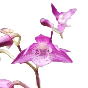 【正式品種名】　Den.kingianum (Pink Spot) 【正式な属名】　Dendrobium 【略なし名前】　Dendrobium kingianum (Pink Spot) 【品種名読み】　デンドロビューム キンギアナム ピン...