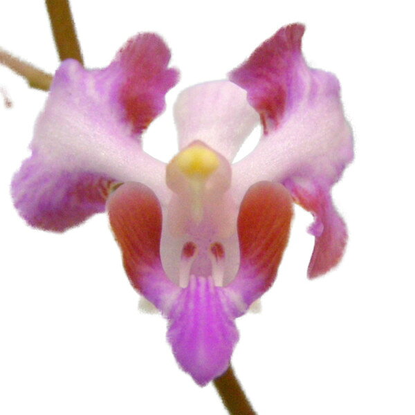 【正式品種名】　Phal.(Dor.)pulcherrima var. aquinii 【正式な属名】　Phalaenopsis 【略なし名前】　Phalaenopsis pulcherrima var. aquinii 【品種名読み】　フ...