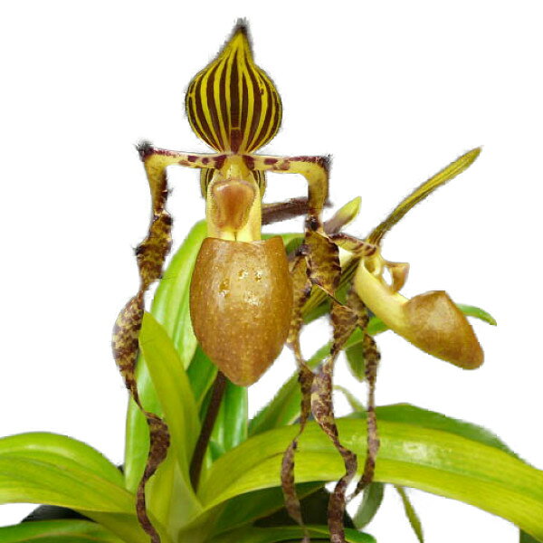 【正式品種名】　Paph.sanderianum 【正式な属名】　Paphiopedilum 【略なし名前】　Paphiopedilum sanderianum 【品種名読み】　パフィオペディラム サンデリアナム 【旧　品種名】　 【親の品...