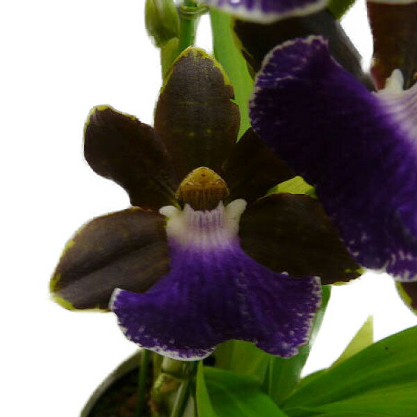 【正式品種名】　Zyg.Red Veil ‘Pretty Ann’ 【正式な属名】　Zygopetalum 【略なし名前】　Zygopetalum Red Veil ‘Pretty Ann’ 【品種名読み】　ジゴペタラム レッドベイル ‘プ...