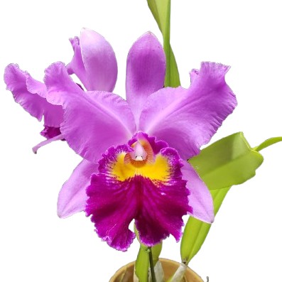【正式品種名】　C.(Lc.)Dorothy Fiene ‘Spring Fever’ 【正式な属名】　Cattleya 【略なし名前】　Cattleya Dorothy Fiene ‘Spring Fever’ 【品種名読み】　カトレア ...