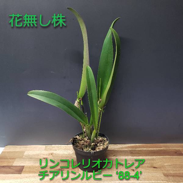 【正式品種名】　Rlc.Chialin Ruby ‘88-4’ 【正式な属名】　Ryncholaeliocattleya 【略なし名前】　Ryncholaeliocattleya Chialin Ruby ‘88-4’ 【品種名読み】　リン...