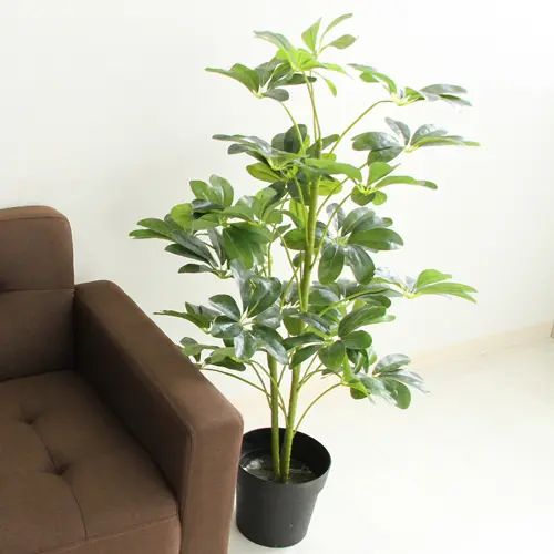 フェイクグリーンでお部屋を癒やしの空間に演出 ヤドリフカノキ商品をお気に入りショップをお気に入りページトップ関連商品ご注文フェイクグリーンでお部屋を癒やしの空間に演出 ヤドリフカノキ商品をお気に入りショップをお気に入りページトップ関連商品ご注文