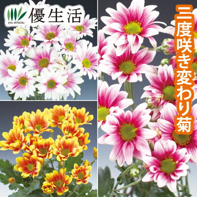 切花に活躍するモダンな菊。 &nbsp; 初夏と秋に2度咲く珍しい菊です。いずれも花の少ない時期に切花として重宝します。 ●セット内容／3種6株（レーヌ、リリア、シェリー　各2株) ●標準開花期／6、10月 ●標準草丈／0.5～1m ●鉢植...
