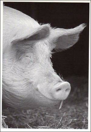 ●サイズ：105×150mm 在庫数は、一定の個数で設定しております。品切れの場合は、メールにてご連絡させていただきます。また、ご注文の個数についてご相談がありましたら、遠慮なくお問い合わせください。　