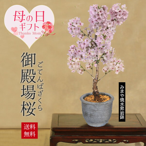 ギフト対応 商品情報 樹種：御殿場桜（ゴテンバサクラ） 撮影日：4月　 落葉樹。開花調整をして母の日頃に桜の開花をお楽しみいただけます。御殿場桜(落葉樹)は、気品のある美しい一重の花が咲きます。毎年開花を楽しむ為のコツは、春から夏にたくさん...