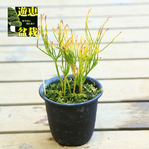 商品情報松葉蘭（マツバラン）　品種：古金蘭マツバラン科 　マツバラン属　常緑多年草撮影：3月 　マツバランは古典植物として昔から愛されてきた植物です。ランという名前ですが、シダ植物の仲間で、茎だけのユニークな形です。日本の気候ではお育ていた...