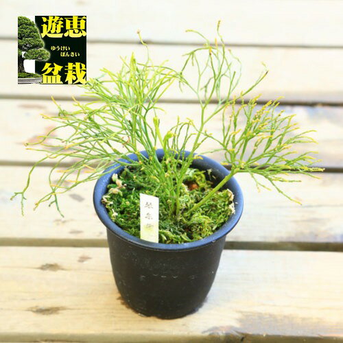 商品情報松葉蘭（マツバラン）　品種：琴糸柳（キンシヤナギ）マツバラン科 　マツバラン属　常緑多年草撮影：3月 　マツバランは古典植物として昔から愛されてきた植物です。ランという名前ですが、シダ植物の仲間で、茎だけのユニークな形です。日本の気...