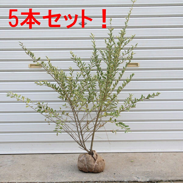 商品情報 樹種：シルバープリペット　撮影日：：7月　 常緑低木。 プリペットの斑入り品種で剪定によく耐えるので生垣や寄せ植えなどに利用される人気品種です。*根巻き（ポット無）でのお届けとなります。＊数量ものの為、写真と若干形状が異なる場合が...