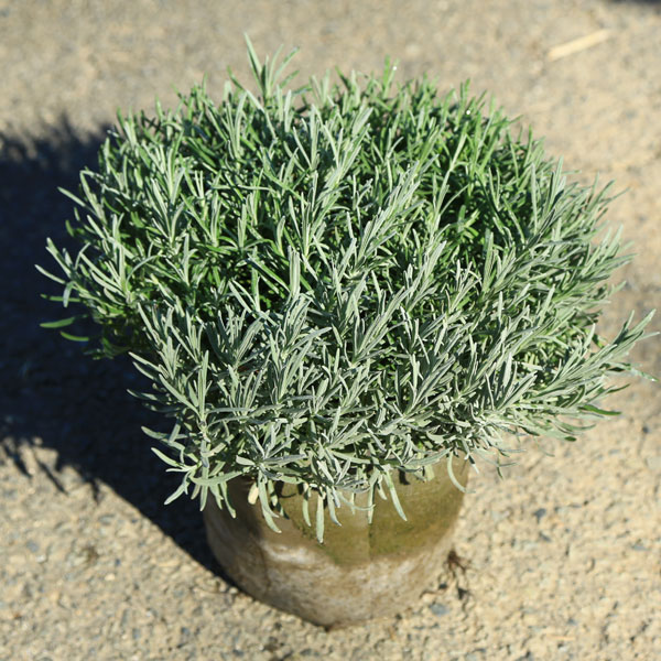 商品情報 樹種：ラベンダー　グロッソ　撮影日：11月 常緑低木樹 芳香の強いラベンダーの一種で、耐病、耐暑性に強く育てやすい品種です。 グランドカバー・生垣他多目的に使用できます。 *地中ポットでのお届けとなります。＊数量ものの為、写真と若...