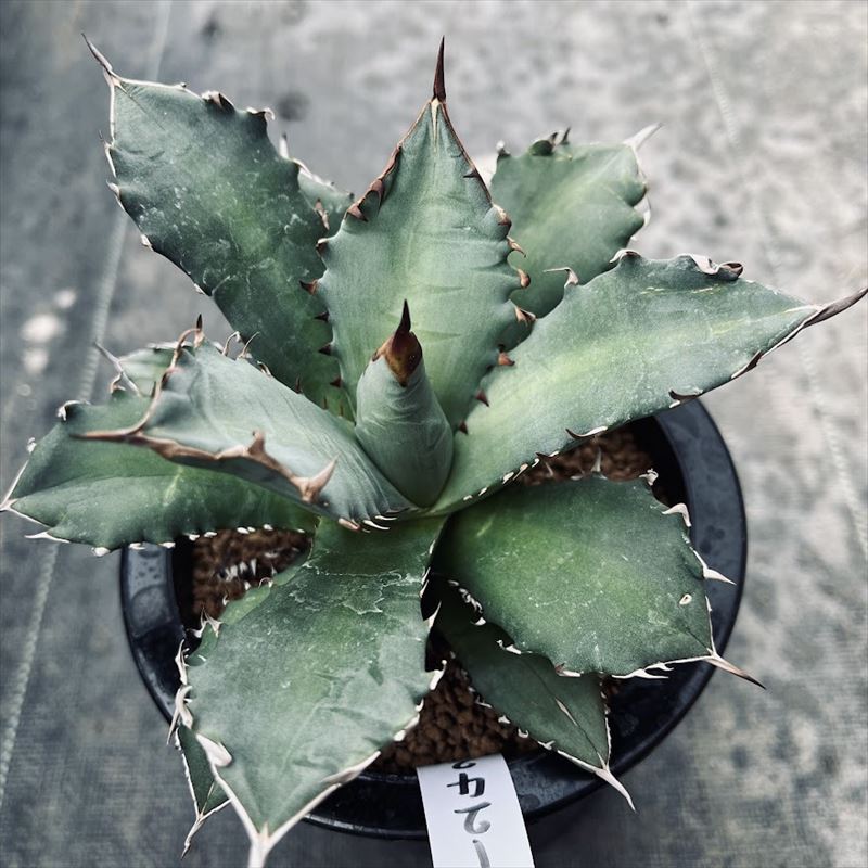 商品説明 アガベ　チタノータは鋸葉が特徴的なアガベです。特徴的な茶色・白色のギラギラした刺が出てきています。 科目：リュウゼツラン科 　アガベ属 　原産地：メキシコ撮影：2022年8月27日 ＊写真の現品をお届けします。 サイズ 本体幅：約...