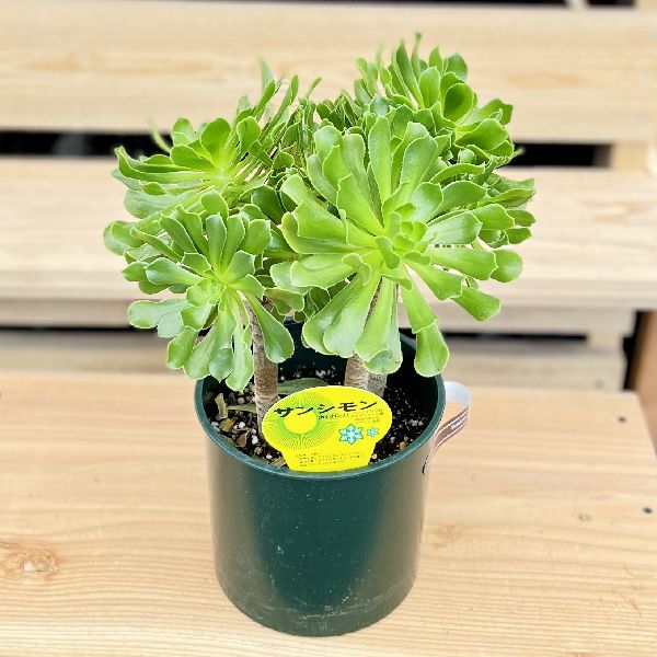 商品説明 科目：ベンケイソウ科　アエオニウム属 　原産地：地中海西部 ※冬に生長し夏は休眠します。 季節によって見た目が変わります。 撮影日：11月 ＊数量ものの為、写真と形状、鉢が異なる場合がございます。 ＊葉の色合いは季節や日当たり等の...