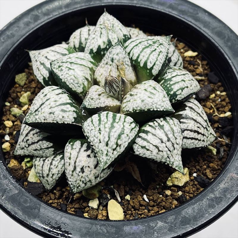 商品説明 モザイクピクタと言われる、複雑な模様が美しいピクタです。 密な白点のあいだを縫うような模様が見飽きない魅力を持っています。 名人Y氏の実生です。 科目：ツルボラン科(ユリ科)　 ハオルチア属 　原産地：南アフリカ 撮影：2022年...