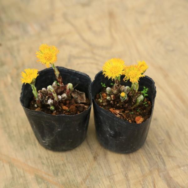 商品情報樹種：フキタンポポ撮影日　1月　　　　（花の写真は1月）新春に黄色の花が咲きます。葉が蕗（ふき）、花がタンポポに似ている事からフキタンポポと呼ばれます。 近年では福寿草と並んでお正月の縁起花として親しまれています。樹高：約5cm、9...