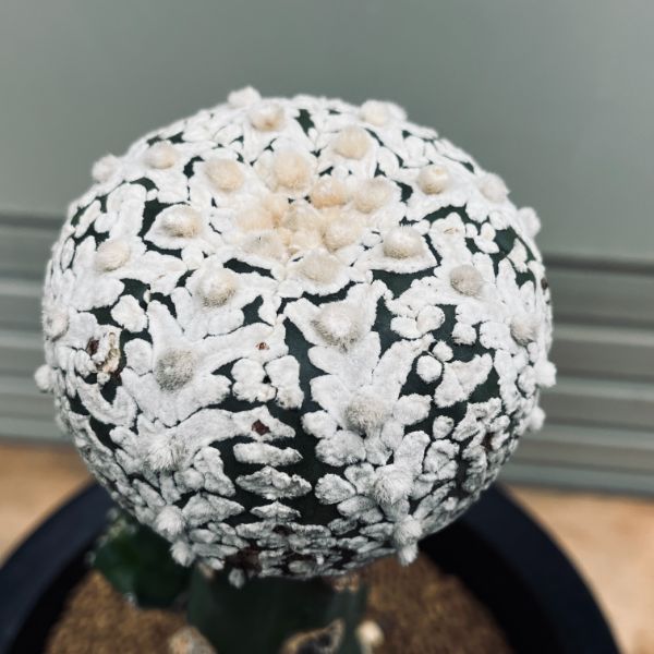 商品説明 兜丸は、半円形のとげなしサボテンです。 昔から愛好家も多い品種でしたが、近年とくに人気が高まっています。 白くて模様がきれいな兜丸です。黄色いお花を咲かせます。接ぎ木で元気な株です。 科目：サボテン科 　アストロフィツム属　原産地...