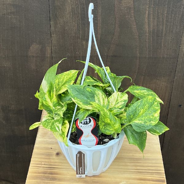 商品説明 バレンシアの枝変わりで羅紗葉のポトスです。 科目：サトイモ科／属名：エピプレナム属／別名：緑の三角帽子／非耐寒性つる性多年草 草丈10〜150cm／耐寒温度約8℃（環境・生育状況により変わります） 撮影日：2023.05 ※写真は...