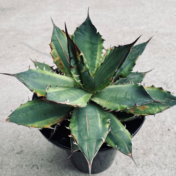 商品説明 アガベ　チタノータは鋸葉が特徴的なアガベです。特徴的な茶色のいかつい刺が出てきています。 黄色い斑が入っている希少株です。成長が楽しみです。 科目：リュウゼツラン科 　アガベ属 　原産地：メキシコ撮影：2023年6月30日 ＊写真...