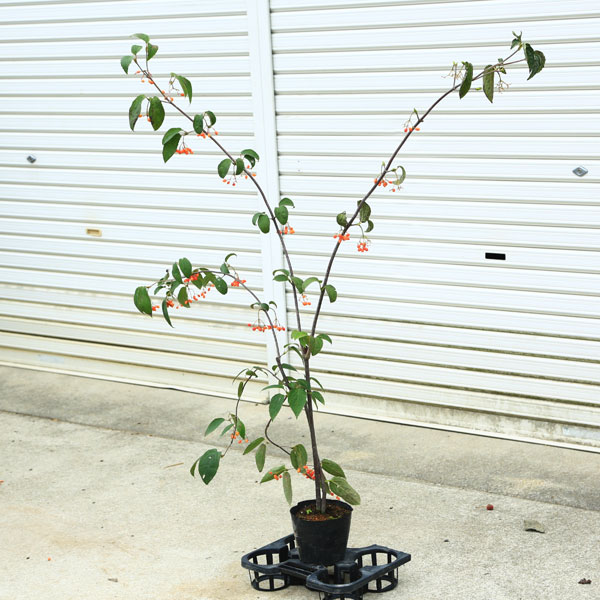 商品説明春の銅葉と初夏の白いお花、秋には下垂する赤い実が魅力です。雑木のお庭をつくる上で重宝します。撮影月：10月＊数量物商品となりますので、写真とは若干形状は異なる場合がございます。＊季節により状態は異なります。＊株の本数が1~3本となり...