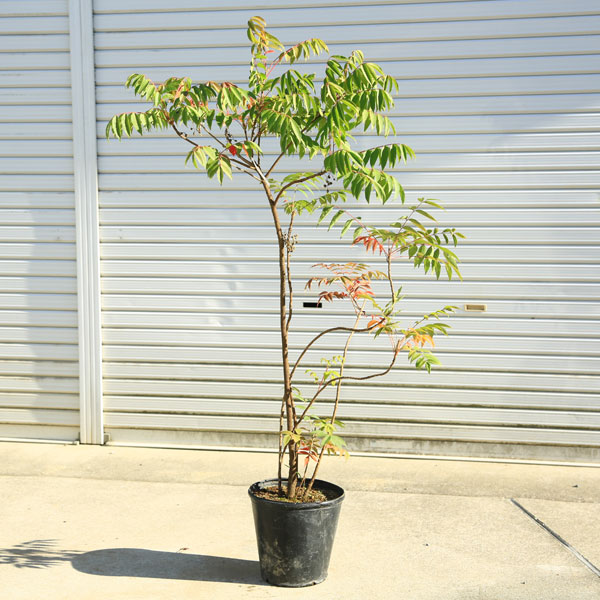 商品説明ウルシ科の落葉小高木。庭木としては葉の出方も規則正しく非常に紅葉が美しい樹木です。大きな木が出回ることは稀です。ハゼの実が木蝋の原料になることから、江戸時代より有用植物として重宝されてきました。撮影月：10月＊数量物商品となりますの...