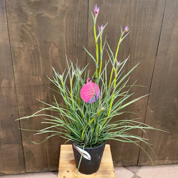 商品説明 ハエモドルム科　半耐寒性多年草 ＊数量ものの為、写真と形状が異なる場合がございます。 ＊ご購入時期により開花中、開花後の場合がございます。 ＊写真の小物など記載以外の物は商品に含まれません。 サイズ 鉢径：約15cm(プラポット)...