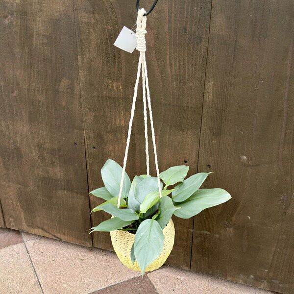 商品説明 科目：サトイモ科／属名：フィロデンドロン属／非耐寒性多年草／耐寒温度5℃（環境・生育状況により変わります） 撮影日：2024年2月 ※写真は見本となります。樹形やボリュームなど多少異なります。 ※植物ですのでお届け時期により状態は...