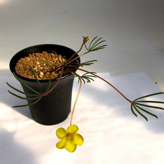 楽天市場】オキザリス(花・観葉植物|花・ガーデン・DIY)の通販 楽天市場】オキザリス(花・観葉植物|花・ガーデン・DIY)の通販