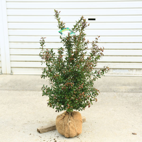 商品説明 フトモモ科　ギンバイカ属 撮影日：3月　 ＊数量物商品となりますので、写真とは若干枝振りなどは異なる場合がございます。 ＊画像は根巻ですがポットに植えてのお届けとなる場合がございます。季節により状態は異なります。 ＊送料無料配送と...