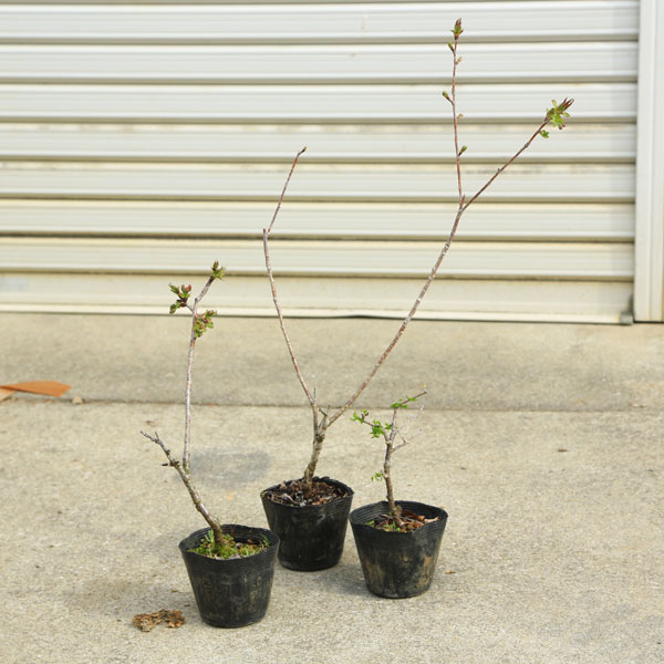 商品説明 樹種：緑桜＋みぐるまかえし桜＋オシドリ桜 3種類（各1ポット）の桜の苗がお得に手に入るチャンスセットです。 緑桜：緑色の額に白い桜なので、白い桜の代表種 御車返し桜：八重と一重が混じって咲く面白い桜。東京都荒川堤防で発見されたとい...