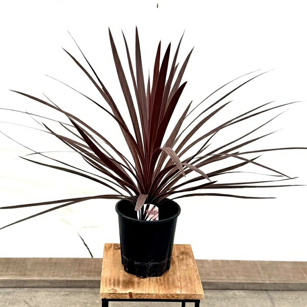 商品説明 リュウゼツラン科　コルディリネ属　耐寒性常緑高木　耐寒温度：5℃ 撮影日：7月 ※写真は見本となります。樹形やボリュームなど多少異なります。 ※植物ですのでお届け時期により状態は変わります。 ※鉢の色や形状が変更となる場合がありま...