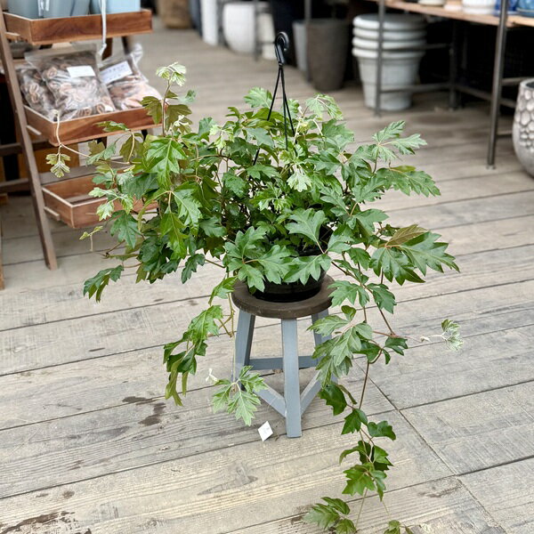 商品説明 学名：Cissus.／属名：シッサス属／原産地：熱帯／耐寒性：弱い／つる性 撮影日：1月 ＊商品写真の鉢色は変更になる場合があります。 ＊数量ものの為、写真と葉数やボリュームが異なる場合がございます。 ＊写真の小物など記載以外の物...