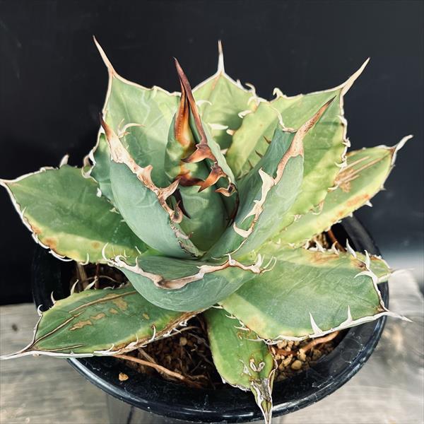 商品説明 アガベ　チタノータは鋸葉が特徴的なアガベです。特徴的な茶色のいかつい刺が出てきています。 黄色い斑が入っている希少株です。成長が楽しみです。 科目：リュウゼツラン科 　アガベ属 　原産地：メキシコ撮影：2023年10月6日 ＊写真...