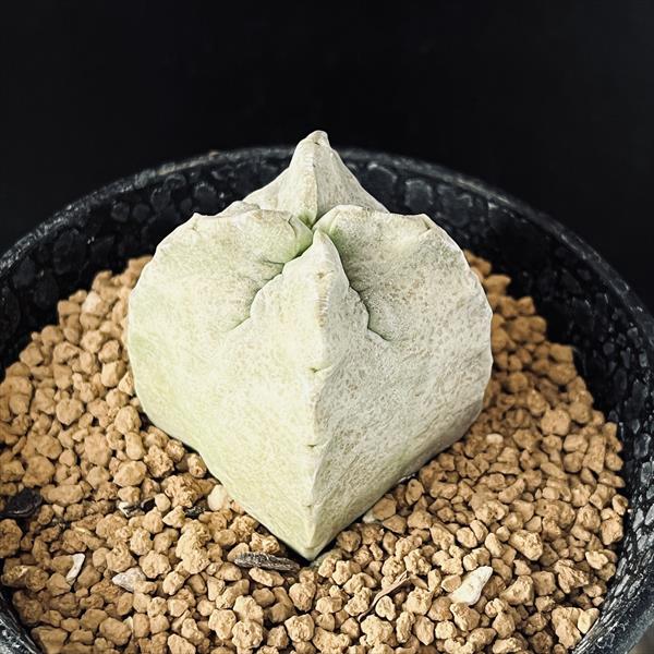 商品説明 レアガガイモ、ホワイトスロアネア　クラサ。 ごく限られた地域にのみ自生し、個体数の少なさから、幻の希少種とも言われていました。 四角くすこしぎざぎざのある、特徴的なフォルムです。本来小型種ですが、すでに見ごたえのあるサイズに育って...