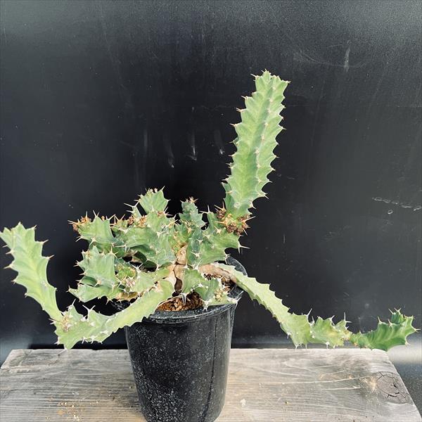 商品説明 旋回する刺がかっこいいタコモノユーフォルビア、トルチラマ。実生40年生の大株です。なかなかこんなに風格のあるトルチラマはお目にかかれません。 塊根部分は地下で発達し立派なイモとなり、地上部にはトゲがうねる葉が荒々しく伸び、ユニーク...