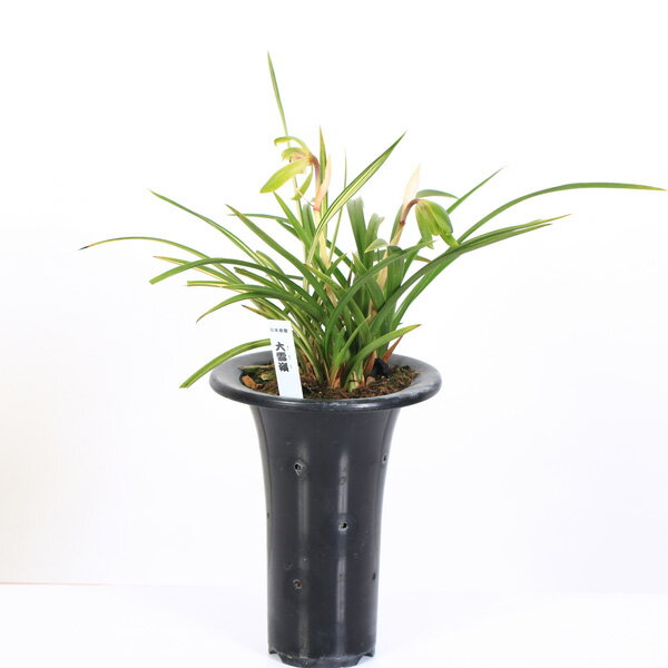 商品説明 春蘭は、その名の通り春に咲く蘭であることから名づけられました。 洋ランとして親しまれているシンビジウムの仲間で、東洋ランと呼ばれ古くから愛されています。 3月下旬〜5月に開花期を迎えます。 花弁の上部分がおばあさんの頬かむり、下部...