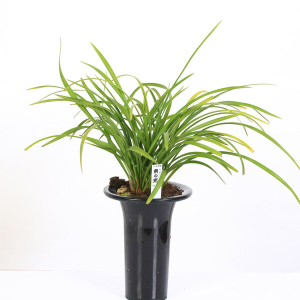 商品説明 春蘭は、その名の通り春に咲く蘭であることから名づけられました。 洋ランとして親しまれているシンビジウムの仲間で、東洋ランと呼ばれ古くから愛されています。 3月下旬〜4月に開花期を迎えます。花色は朱紅色です。 花弁の上部分がおばあさ...