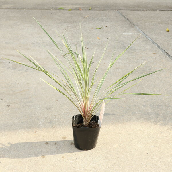 商品説明緑色と白色のストライプ柄に、葉の付け根がうっすらと桃色を帯びるのが特徴です。耐寒性が低いので、強い寒波などには注意が必要です。科目：キジカクシ科／属名：センネンボク属／花言葉：幸福／耐寒性常緑小高木耐寒温度-5℃（環境・生育状況によ...