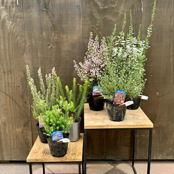 商品説明 お好みの品種をお選びください。 科目：ツツジ科／属名：エリカ属／花言葉：愛らしい姫／開花期：秋〜冬／耐寒性常緑広葉低木／耐寒温度：-5℃（環境・生育状況により変わります） 撮影日：11月 ※写真は見本となります。樹形やボリュームな...