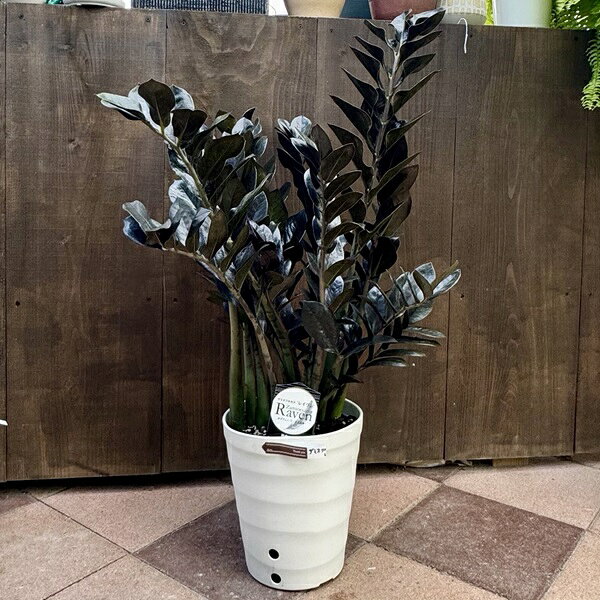 商品説明 Zamioculcas zamifolia 'Raven' ザミオクルカスの新品種。 つやのある黒葉が美しいレイヴンです。 サトイモ科ザミオクルカス属 ※写真は見本となります。樹形やボリュームなど多少異なります。 ※植物ですのでお...